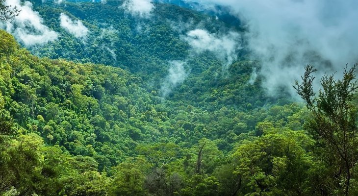 La importancia de la selva tropical húmeda | UPB